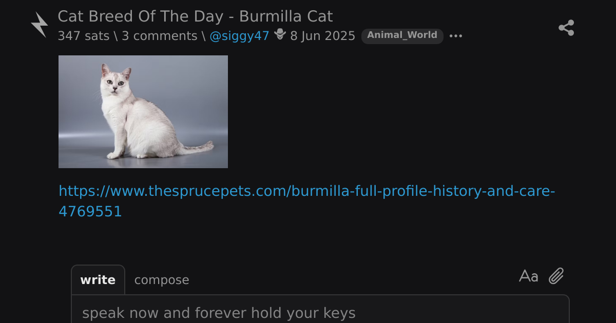 Cat Breed Of The Day - Burmilla Cat \ stacker news ~Animal_World
