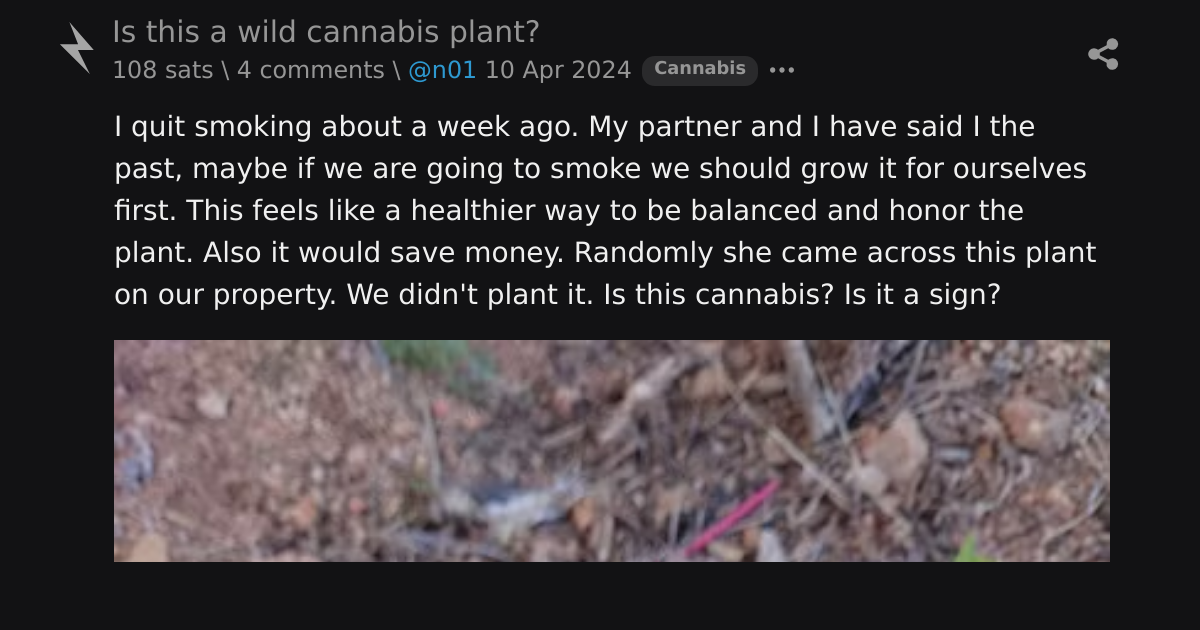 Is this a wild cannabis plant? \ stacker news