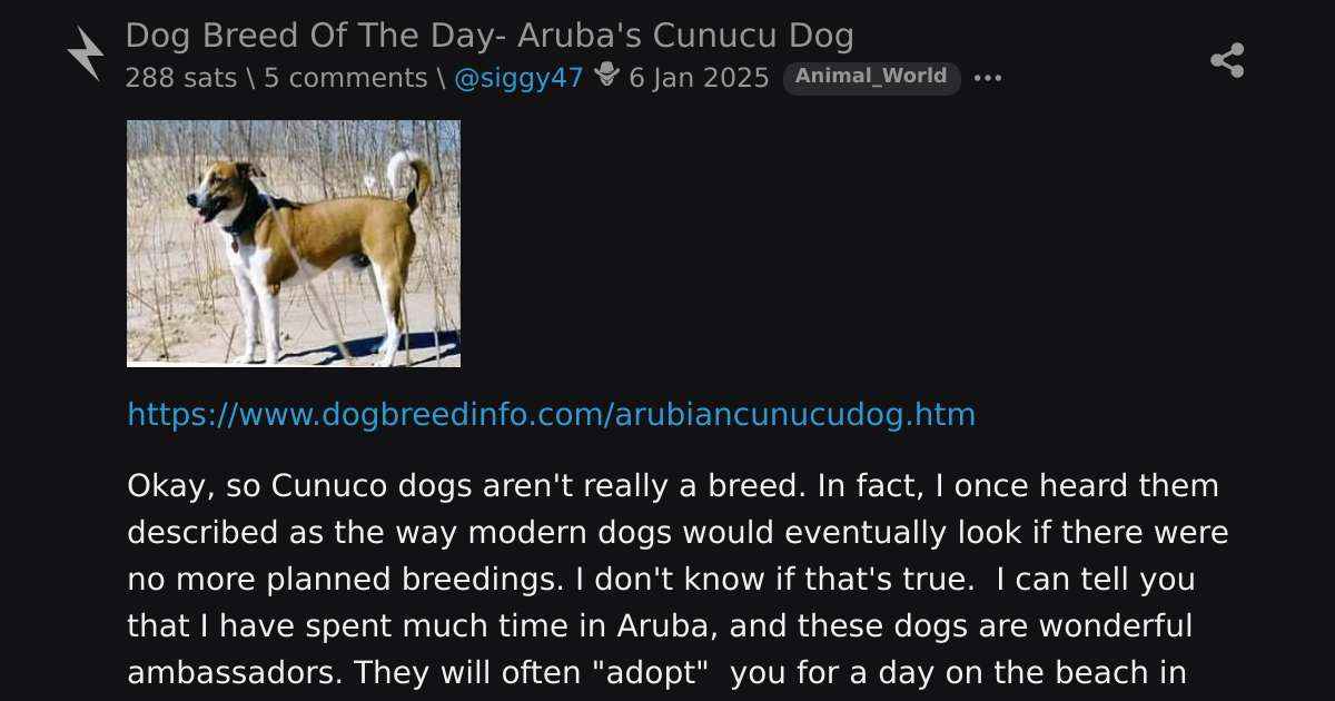 Dog Breed Of The Day- Aruba's Cunucu Dog \ stacker news